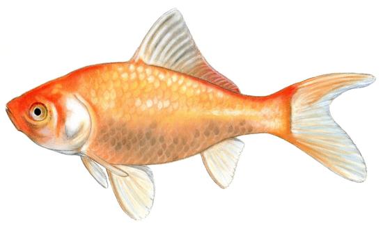 SchÃ©ma d'un poisson