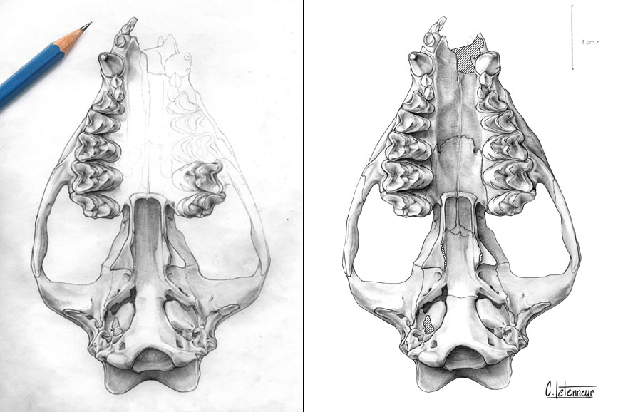 Illustrations et expositions scientifiques, naturaliste ...