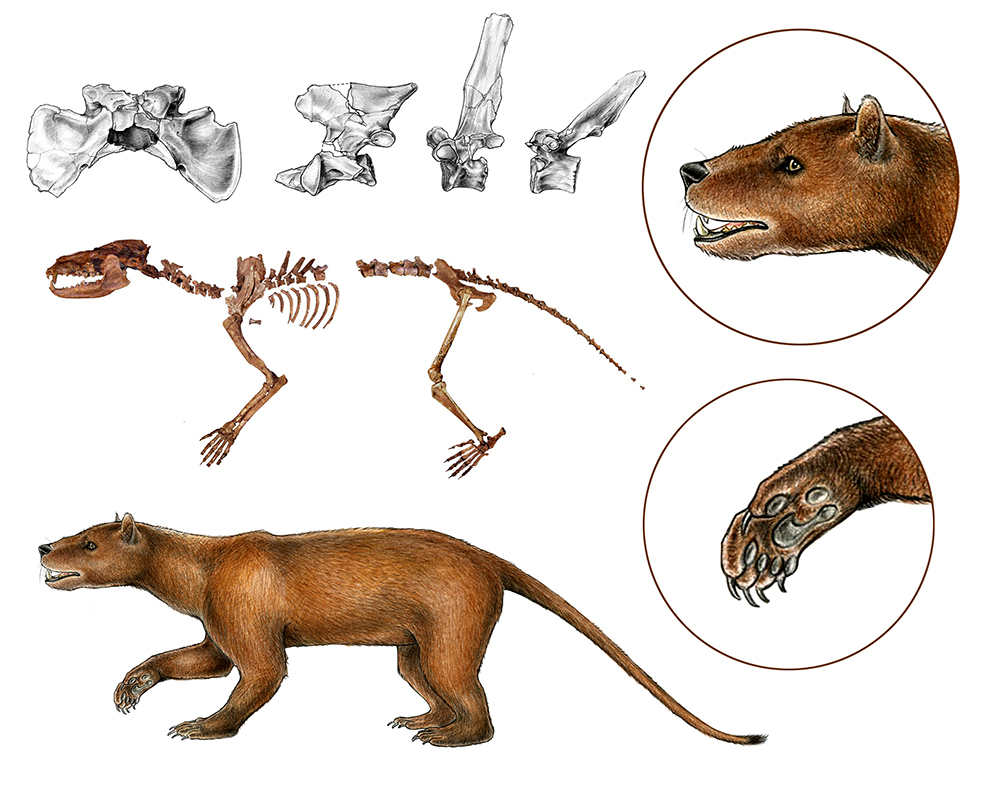 Illustrations et expositions scientifiques, naturaliste ...
