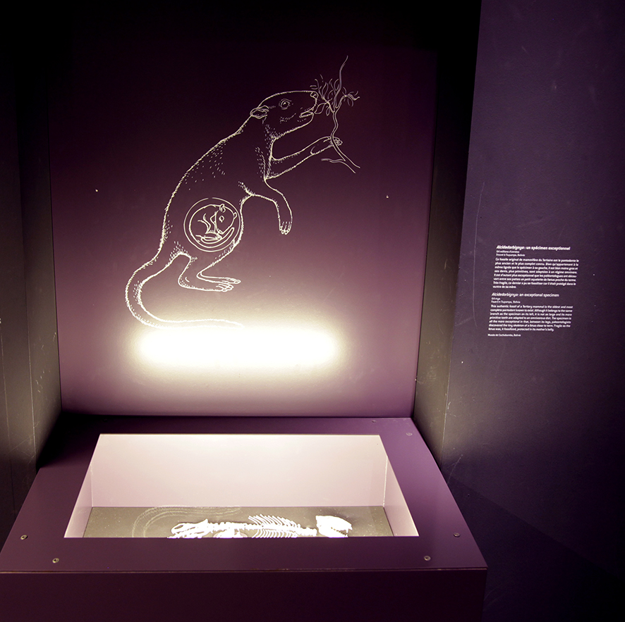 Illustrations et expositions scientifiques, naturaliste ...