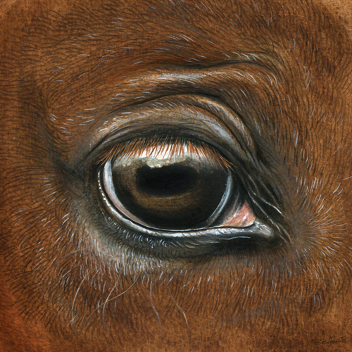 Florence Dellerie, illustratrice scientifique naturaliste Portfolio ...