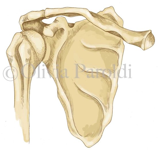 Olivia Vukojicic Illustration Médicale Portfolio : Illustration Médicale