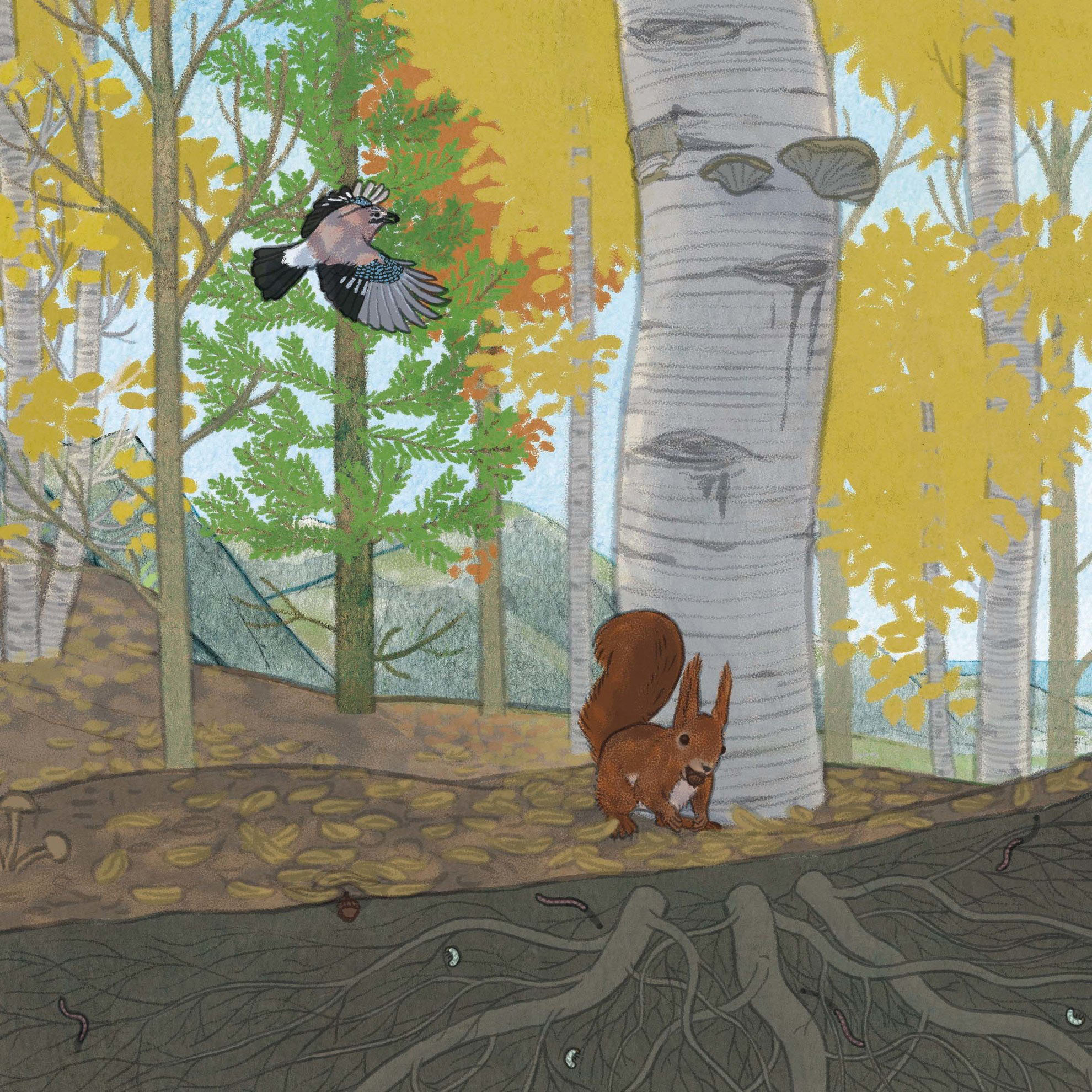 Melissa faidherbe illustration Portfolio :Album Je Suis Une Forêt