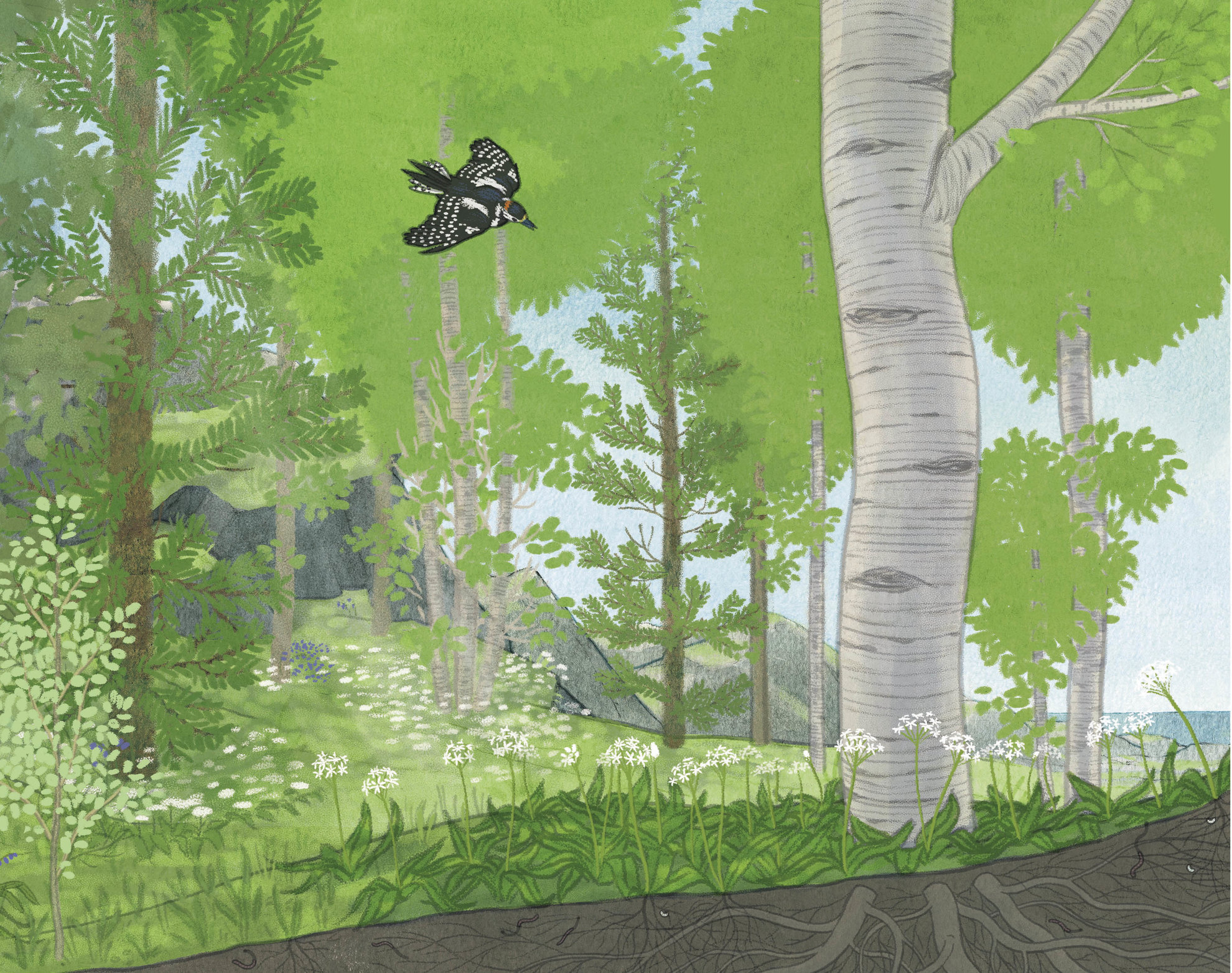 Melissa faidherbe illustration Portfolio :Album Je Suis Une Forêt