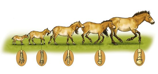 Sylviane Gangloff Portfolio : Portfolio